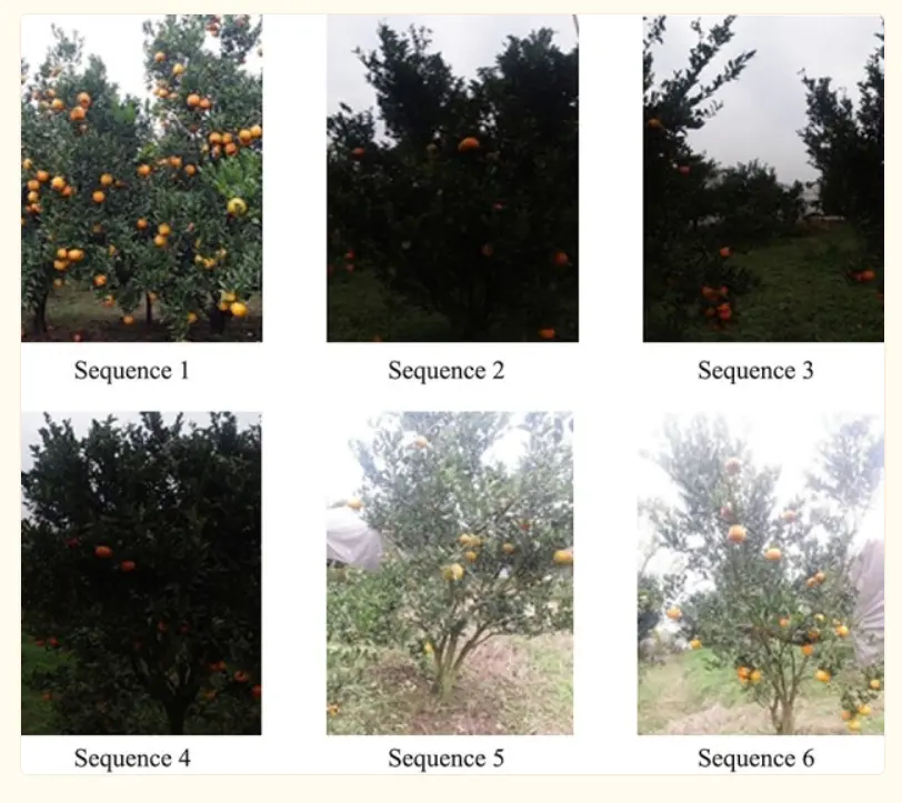Faster Fruit Detection Labeling with Labellerr using SAM